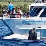 From Maalaea: Whale Watching Tour Aboard the Quicksilver - The Reviews in Perspective