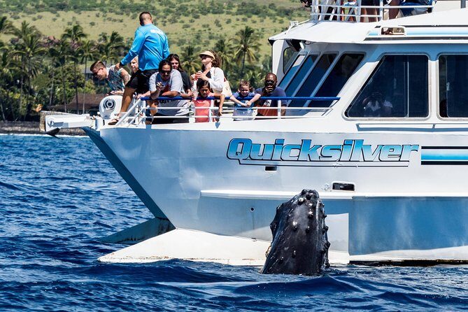 From Maalaea: Whale Watching Tour Aboard the Quicksilver - The Reviews in Perspective