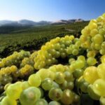 From Napa: Private Wine Tour to Guerneville - What to Expect at Each Stop