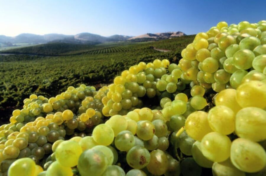 From Napa: Private Wine Tour to Guerneville - What to Expect at Each Stop