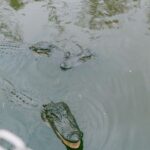 From New Orleans: Swamp Airboat, 2 Plantation Tours & Lunch - Overview of the Experience