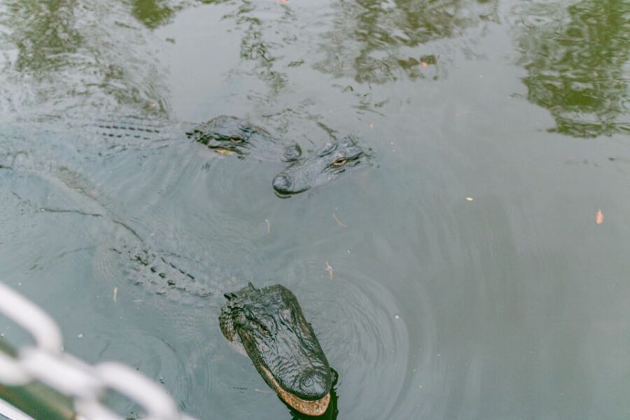 From New Orleans: Swamp Airboat, 2 Plantation Tours & Lunch - Overview of the Experience