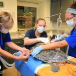 From Orlando: Clearwater Beach and Marine Aquarium Admission - The Practicalities — Transportation, Timing, and Tips