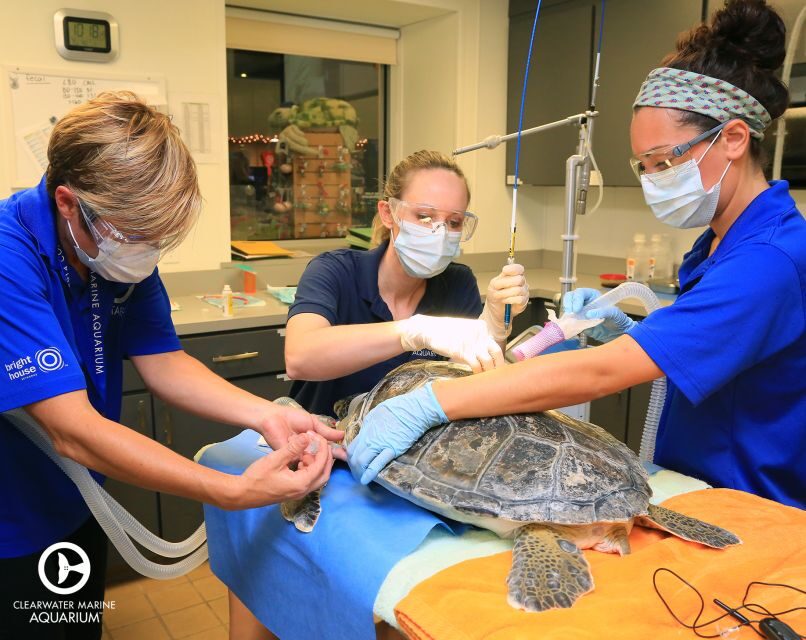 From Orlando: Clearwater Beach and Marine Aquarium Admission - The Practicalities — Transportation, Timing, and Tips