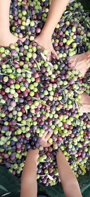 From Pore: Motovun & Gronjan with Local Products Tasting - The Itinerary in Detail: What You’ll Experience