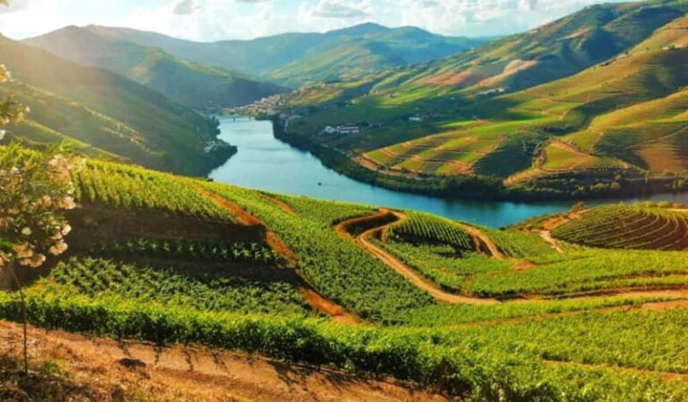 From Porto: Douro Valley Tour - The Charm of Pinhão and the Douro River