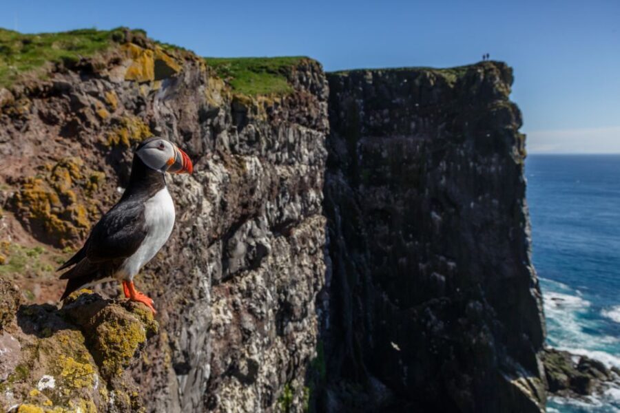 From Reykjavík: 3-Day Tour of the Wild Westfjords - What Makes This Tour Stand Out?