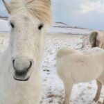From Reykjavík: Full-day Golden Circle & Horse Riding Tour - What Makes This Tour Stand Out?