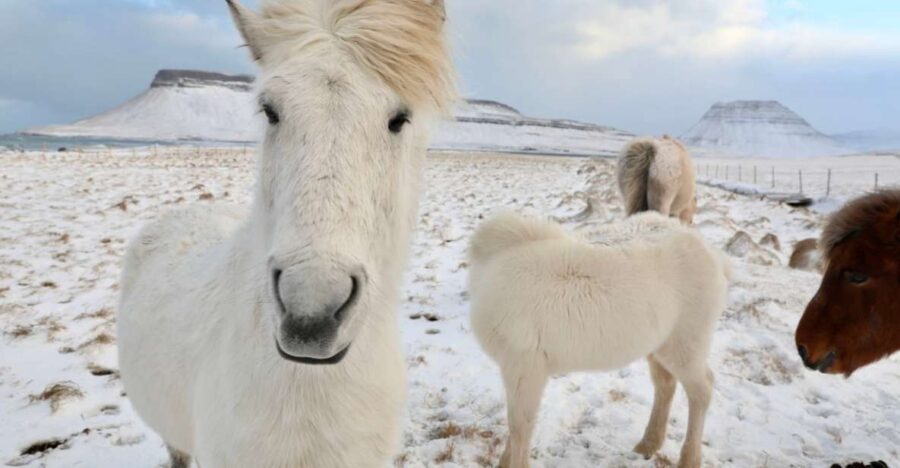 From Reykjavík: Full-day Golden Circle & Horse Riding Tour - What Makes This Tour Stand Out?