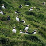 From Reykjavik: Vestmannaeyjar Islands Day Trip - What Travelers Say