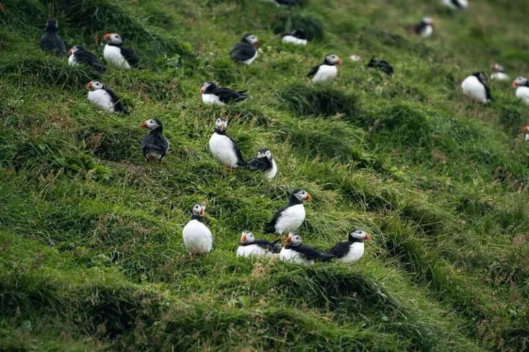 From Reykjavik: Vestmannaeyjar Islands Day Trip - What Travelers Say