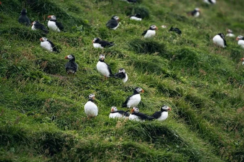 From Reykjavik: Vestmannaeyjar Islands Day Trip - What Travelers Say