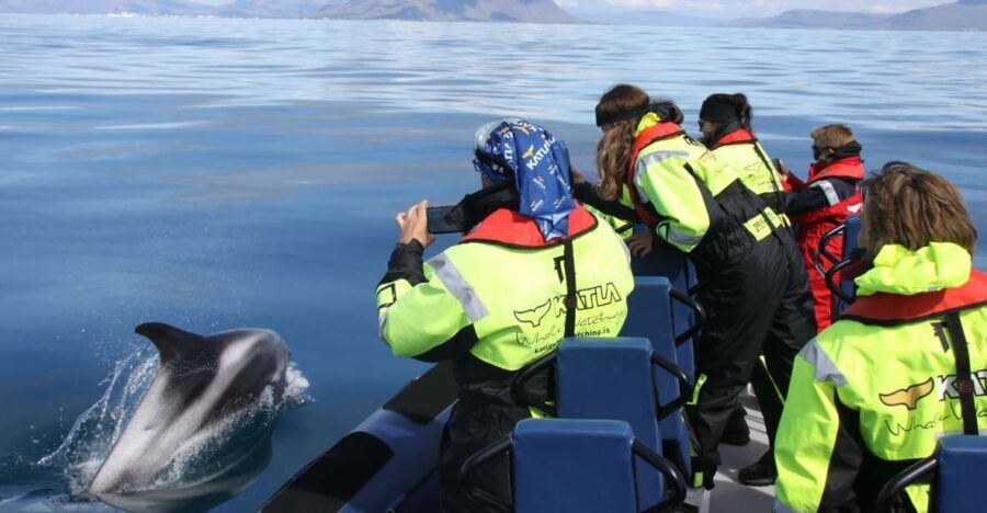 From Reykjavik: Whale Watching Tour by Speedboat - Final Thoughts