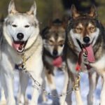 From Rovaniemi: 5km Husky Sleigh Ride - Is It Worth the Price?