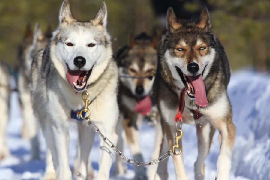 From Rovaniemi: 5km Husky Sleigh Ride - Is It Worth the Price?