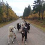 From Rovaniemi: Autumn Husky Safari Adventure - The Itinerary in Detail