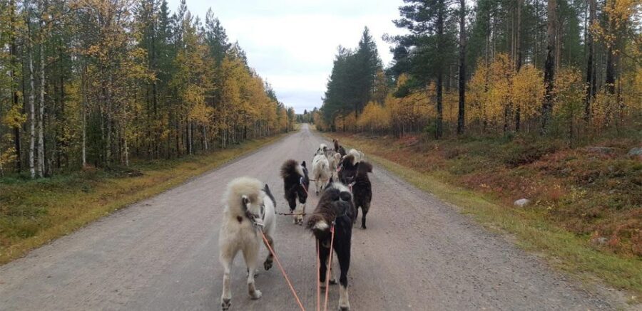 From Rovaniemi: Autumn Husky Safari Adventure - The Itinerary in Detail