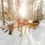 From Rovaniemi: Reindeer Farm Visit with Sleigh Ride - Food and Comfort