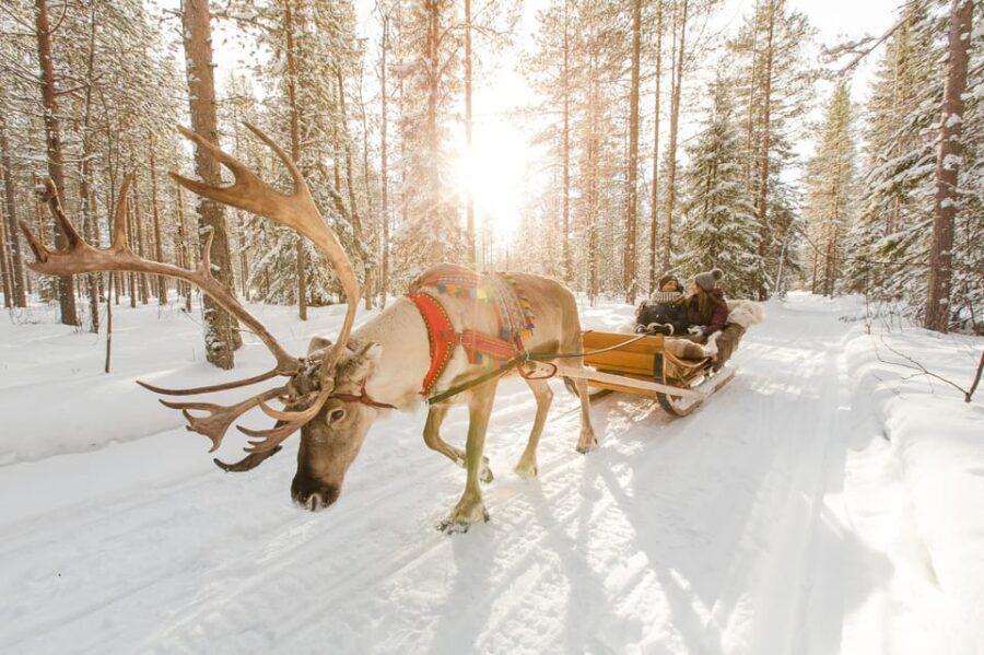 From Rovaniemi: Reindeer Farm Visit with Sleigh Ride - Food and Comfort
