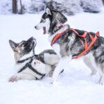 From Rovaniemi: Self-Driven 10km Husky Sled Ride - Who Will Love This Experience?