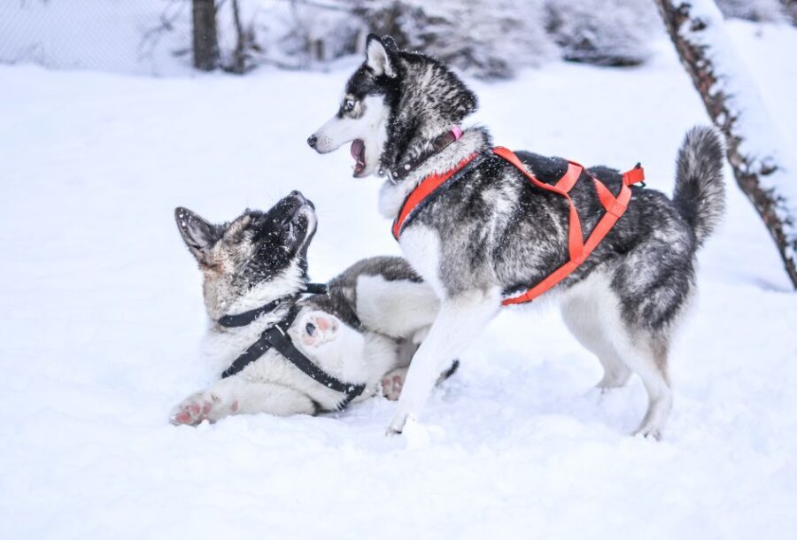 From Rovaniemi: Self-Driven 10km Husky Sled Ride - Who Will Love This Experience?