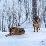 From Rovaniemi: Tour to Ranua Wildlife Park - The Itinerary Breakdown