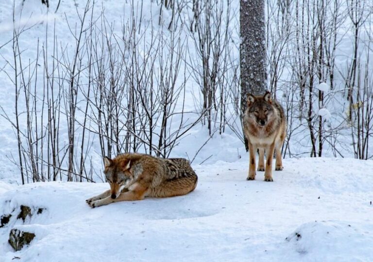 From Rovaniemi: Tour to Ranua Wildlife Park - The Itinerary Breakdown