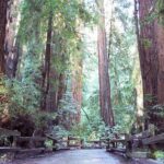 From San Francisco: Guided Tour to Muir Woods Coastal Redwoods - Real Experiences and Honest Feedback