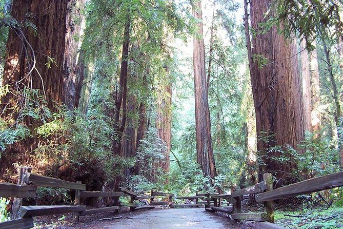 From San Francisco: Guided Tour to Muir Woods Coastal Redwoods - Real Experiences and Honest Feedback