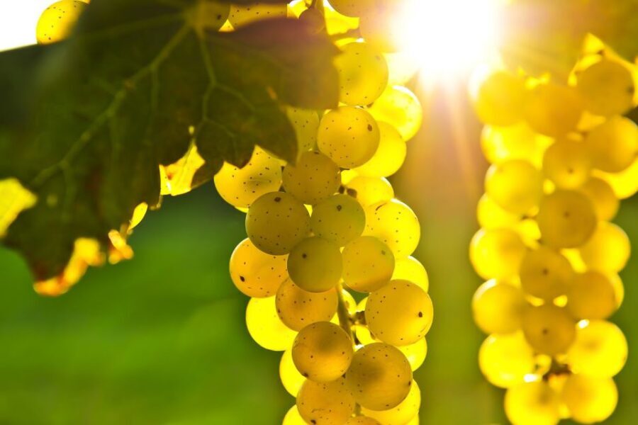 From San Francisco: Napa & Sonoma Valley Full-Day Wine Tour - Why This Tour Works for Travelers