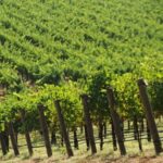 From San Francisco: Santa Rosa Wine Tasting Tour - Exploring Santa Rosa’s Wine Scene