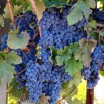 From San Francisco: St. Helena Wine Tour with Tastings - The Practical Joys of a Napa Valley Wine Day
