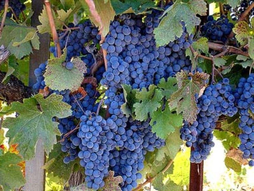 From San Francisco: St. Helena Wine Tour with Tastings - The Practical Joys of a Napa Valley Wine Day
