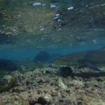 From Santa Maria: Guided Lemon Shark Watching - How the Experience Feels