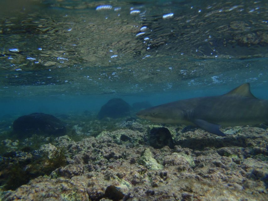 From Santa Maria: Guided Lemon Shark Watching - How the Experience Feels