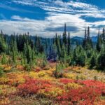 From Seattle:Hiking in Mount Rainier Private Tour - Authentic Voices and Practical Tips