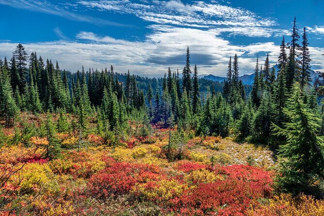 From Seattle:Hiking in Mount Rainier Private Tour - Authentic Voices and Practical Tips