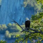 From Seward: 4-hour Wilderness Hiking Tour - Exploring the Seward Wilderness: The Itinerary Breakdown