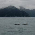 From Seward: Half-Day Resurrection Bay Wildlife Cruise Tour - The Sum Up: Who Will Love This Cruise?
