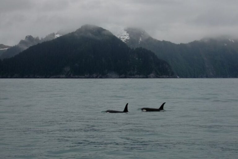 From Seward: Half-Day Resurrection Bay Wildlife Cruise Tour - The Sum Up: Who Will Love This Cruise?
