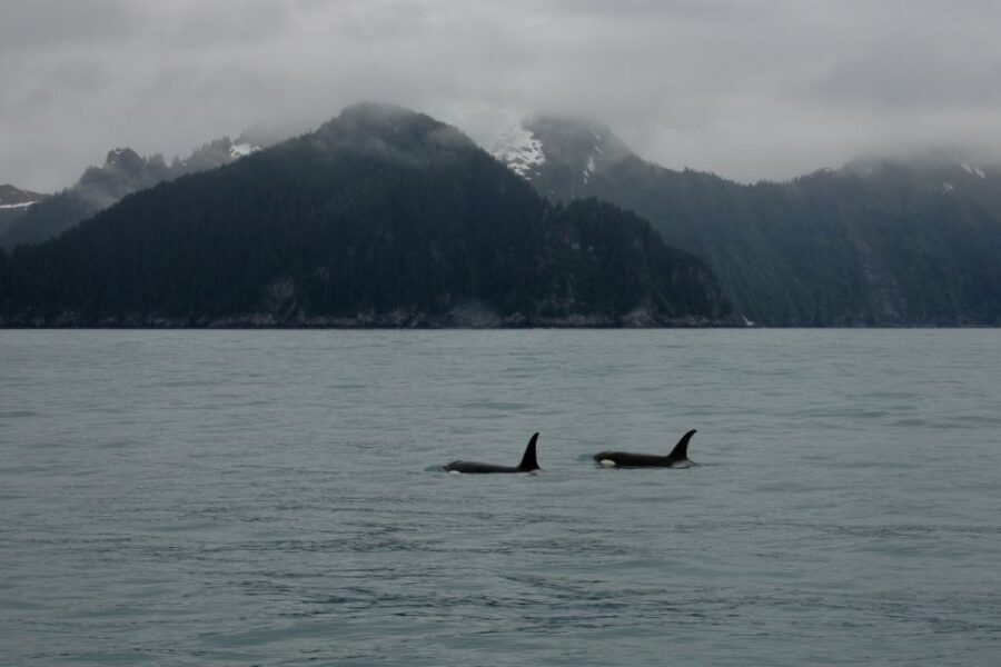 From Seward: Half-Day Resurrection Bay Wildlife Cruise Tour - The Sum Up: Who Will Love This Cruise?