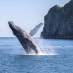 From Seward: Kenai Fjords National Park Cruise with Lunch - Who Should Consider This Tour?