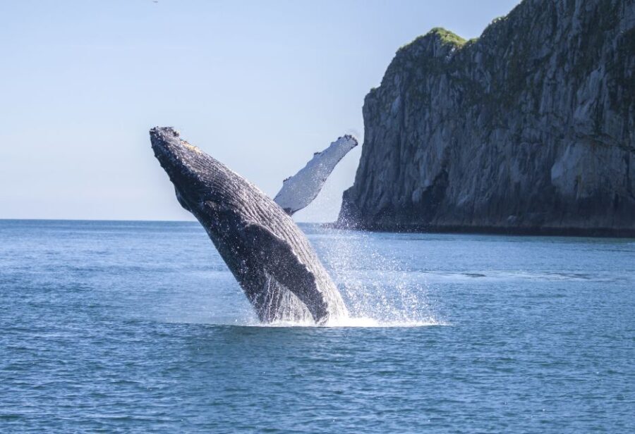 From Seward: Kenai Fjords National Park Cruise with Lunch - Who Should Consider This Tour?