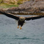 From Svolvær: Lofoten RIB Sea Eagle Safari Trollfjord Cruise - The Quality and Value