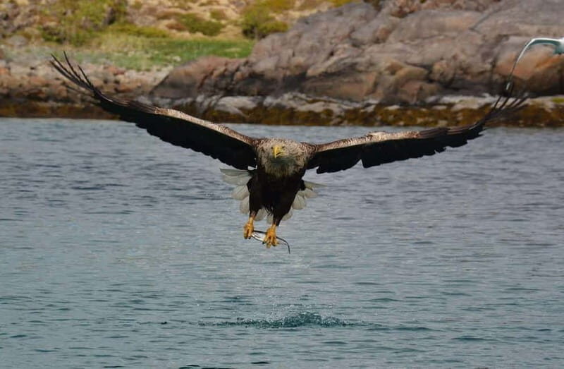 From Svolvær: Lofoten RIB Sea Eagle Safari Trollfjord Cruise - The Quality and Value
