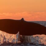 From Svolvær: Whale Watching Day Trip to Andenes - What Tour Reviews Say