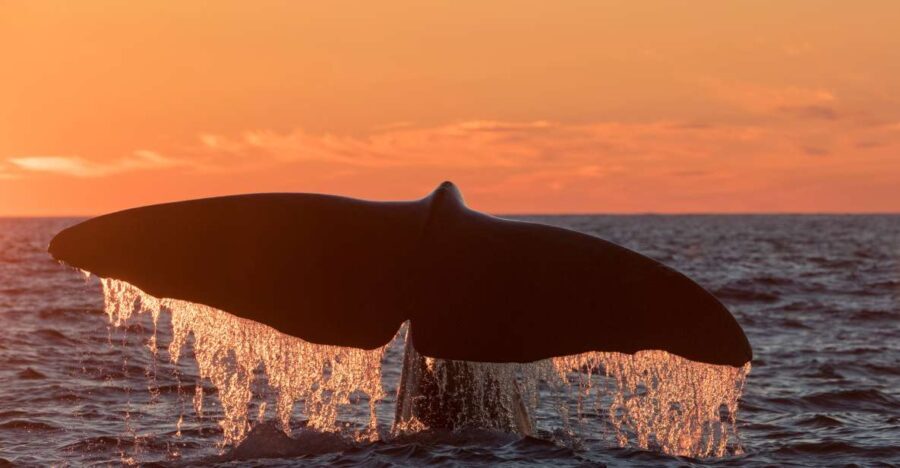 From Svolvær: Whale Watching Day Trip to Andenes - What Tour Reviews Say