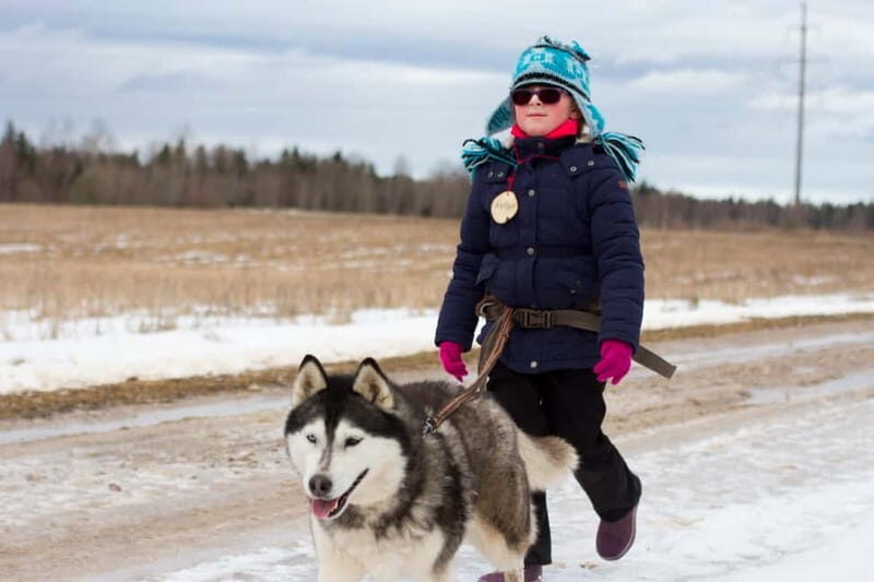 From Tallinn: Husky Park Tour with Cani-Cross Hike - Authenticity and Reviews: What Travelers Say