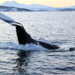 From Tromsø: All-Inclusive Whale & Orca Safari - Who Will Enjoy This Tour?