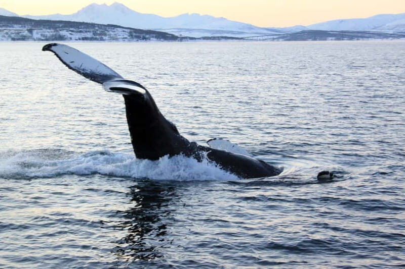 From Tromsø: All-Inclusive Whale & Orca Safari - Who Will Enjoy This Tour?